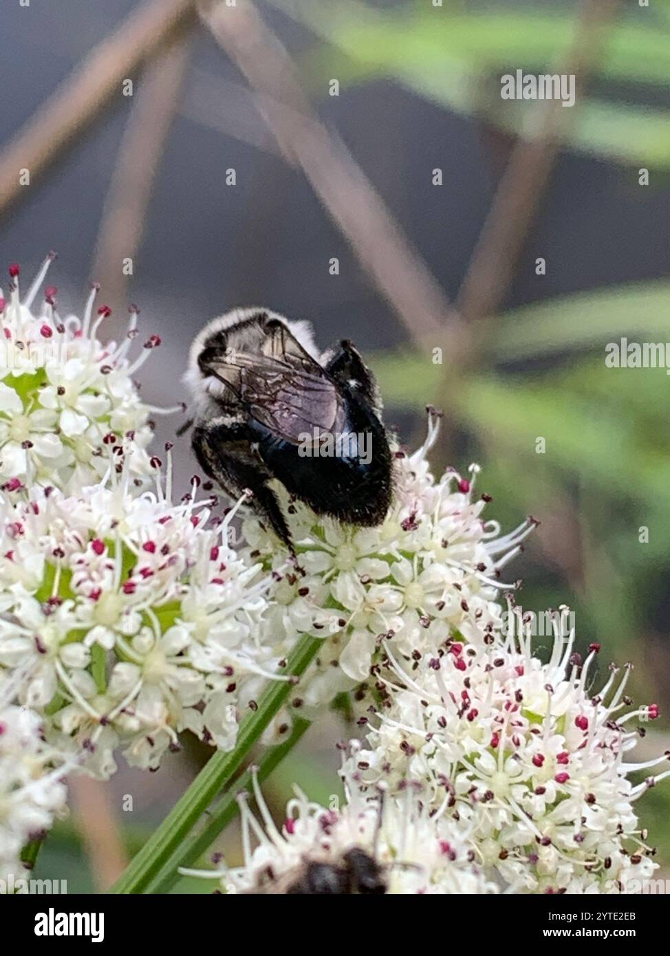 Ashy Mining Bee (Andrena cineraria Stock Photo - Alamy