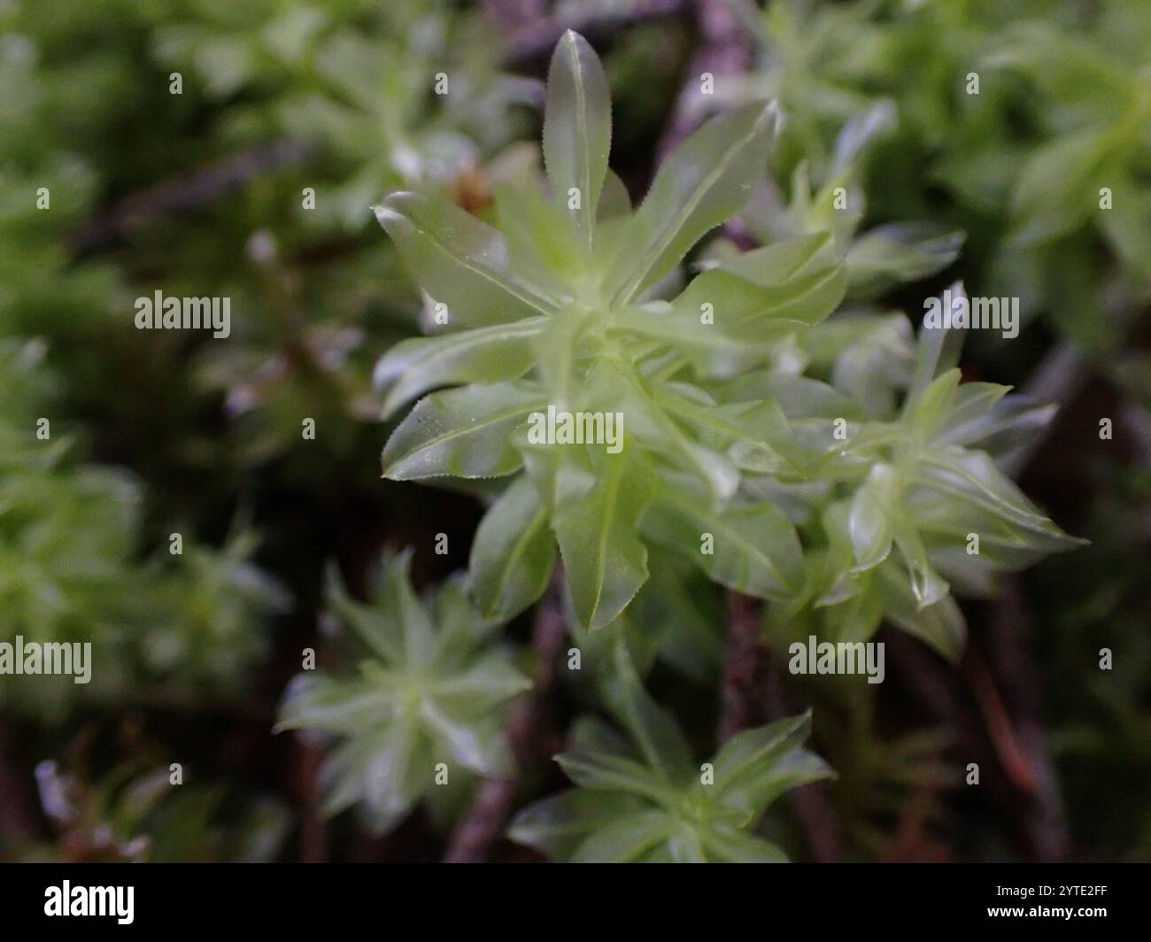 Badge Moss (Plagiomnium insigne Stock Photo - Alamy