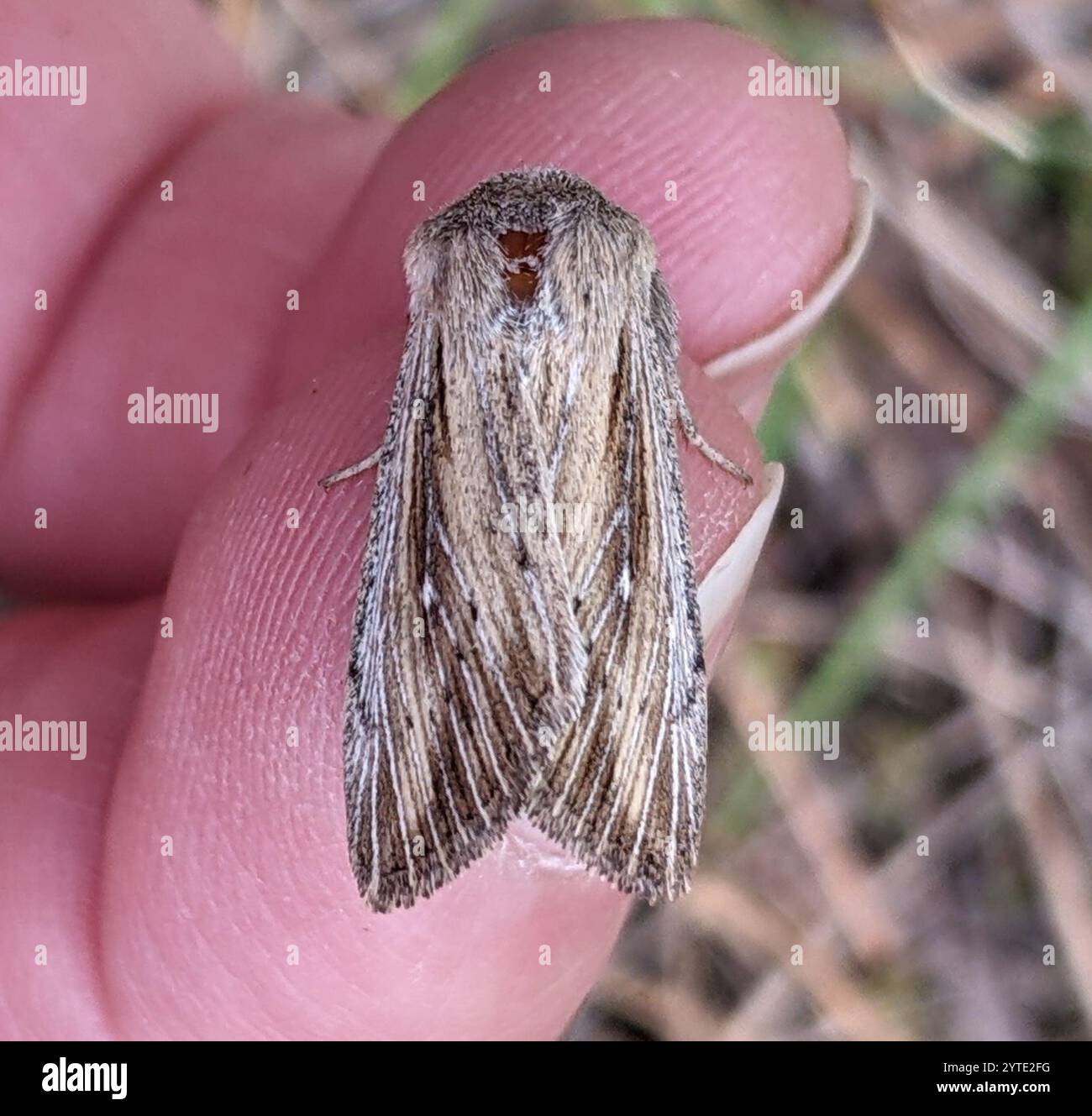 Heterodox Wainscot Moth (Leucania insueta Stock Photo - Alamy