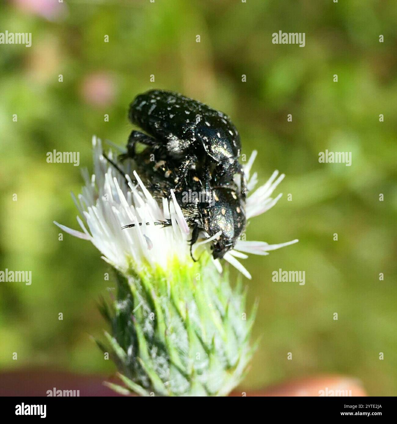 Mediterranean Spotted Chafer (Oxythyrea funesta Stock Photo - Alamy