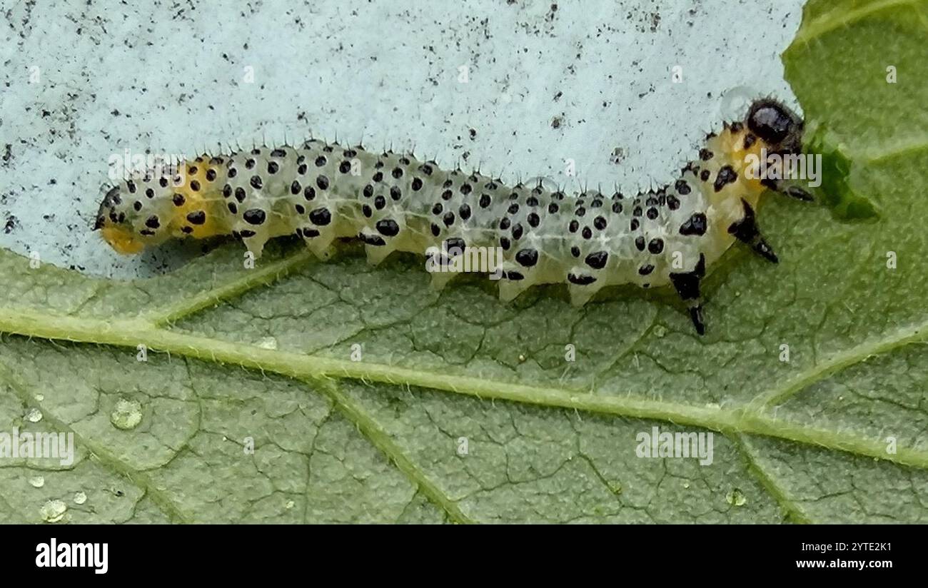 Imported currantworm hi-res stock photography and images - Alamy