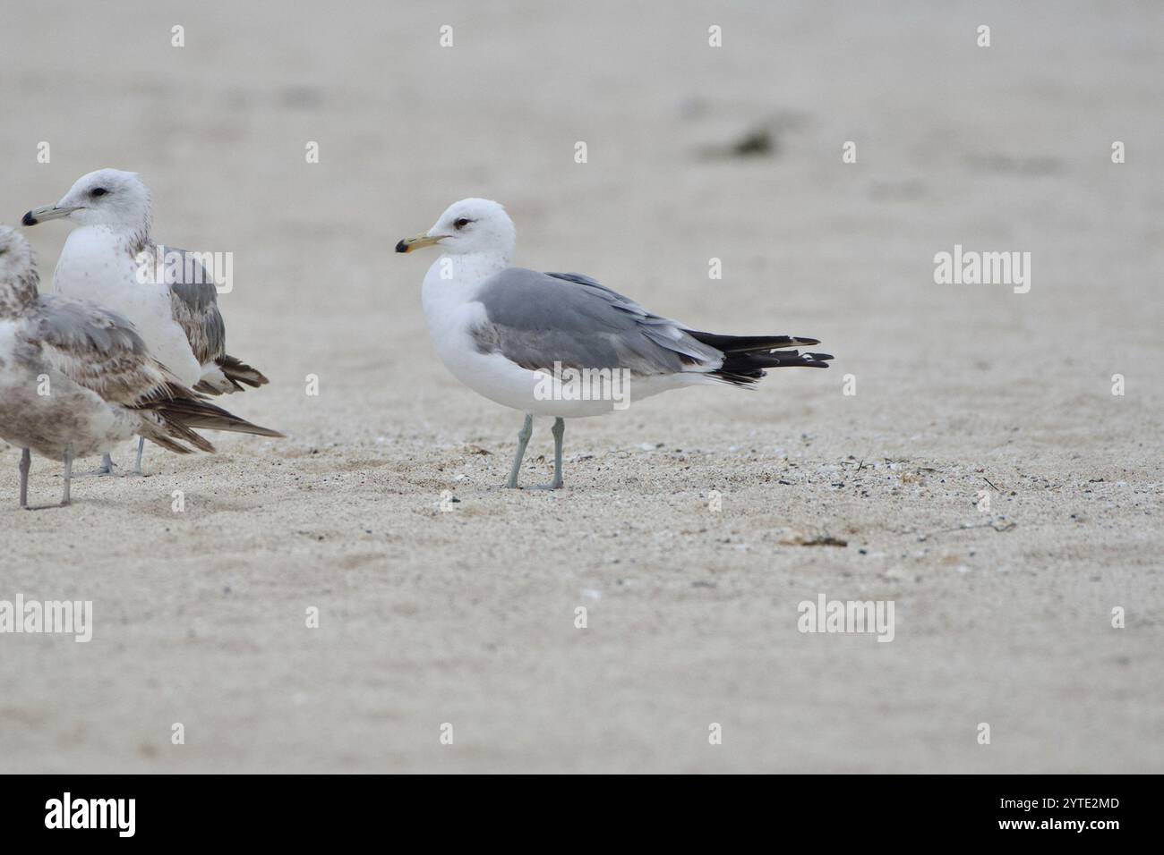 California Gull (Larus californicus Stock Photo - Alamy