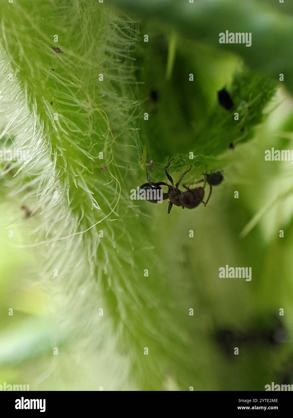 Cherry Acrobat Ant (Crematogaster cerasi Stock Photo - Alamy