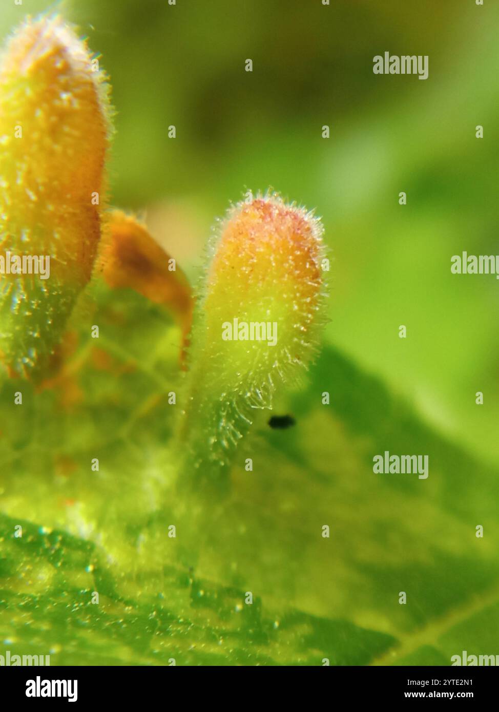 Rice Root Aphid (Tetraneura akinire Stock Photo - Alamy
