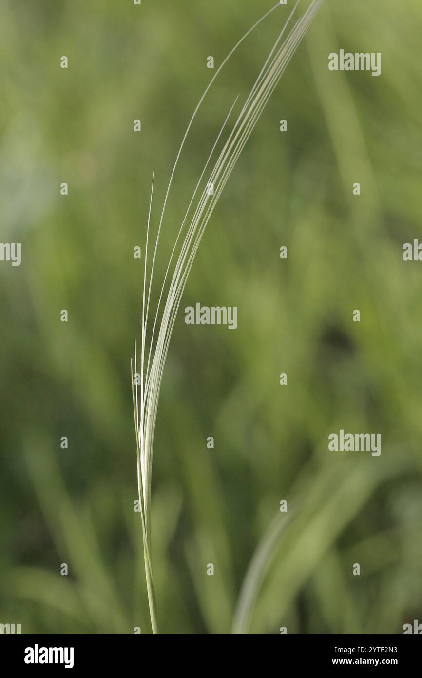 Needle Grasses (Stipa Stock Photo - Alamy
