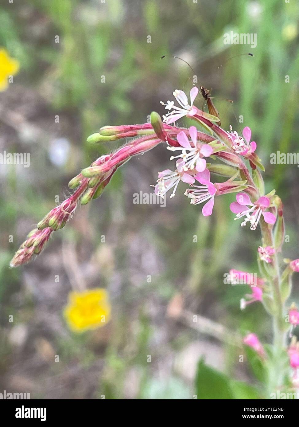 velvetweed (Oenothera curtiflora Stock Photo - Alamy