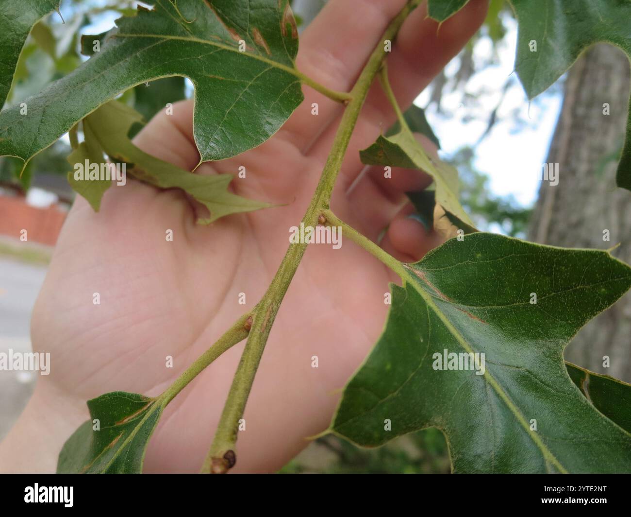 southern red oak (Quercus falcata Stock Photo - Alamy