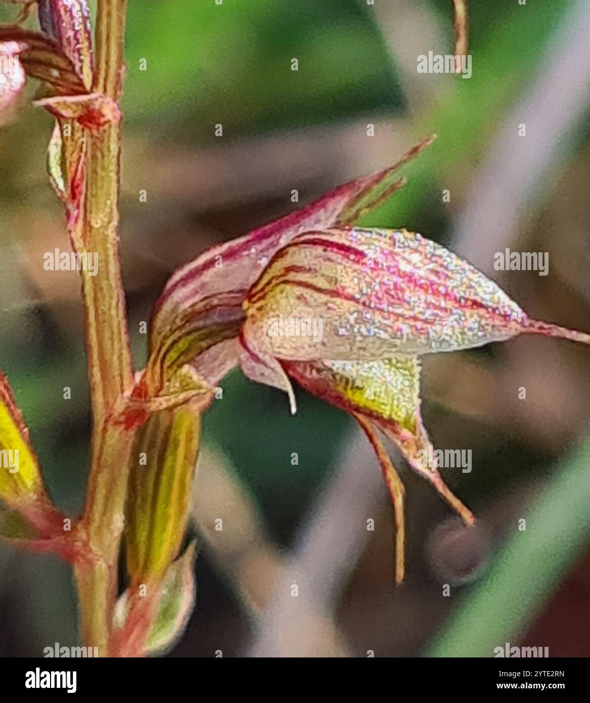 Pixie caps hi-res stock photography and images - Alamy