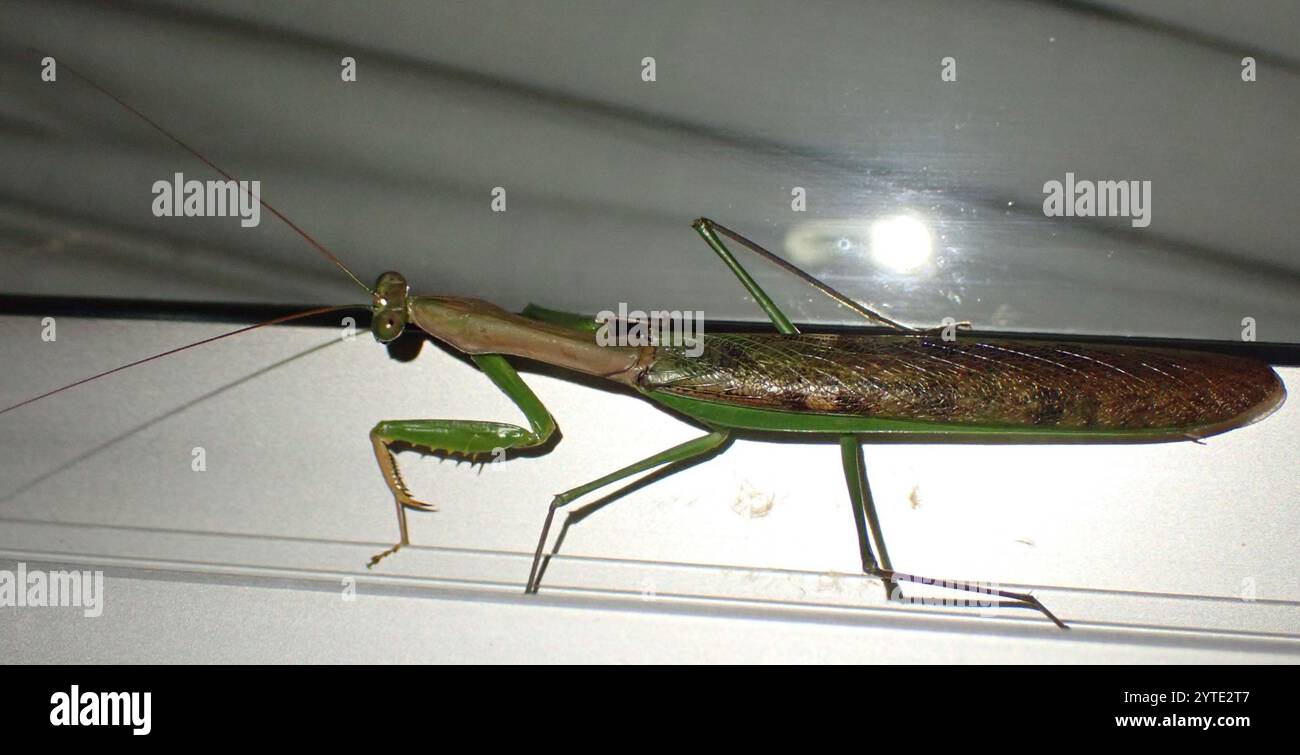 Flag Mantis (Polyspilota aeruginosa Stock Photo - Alamy