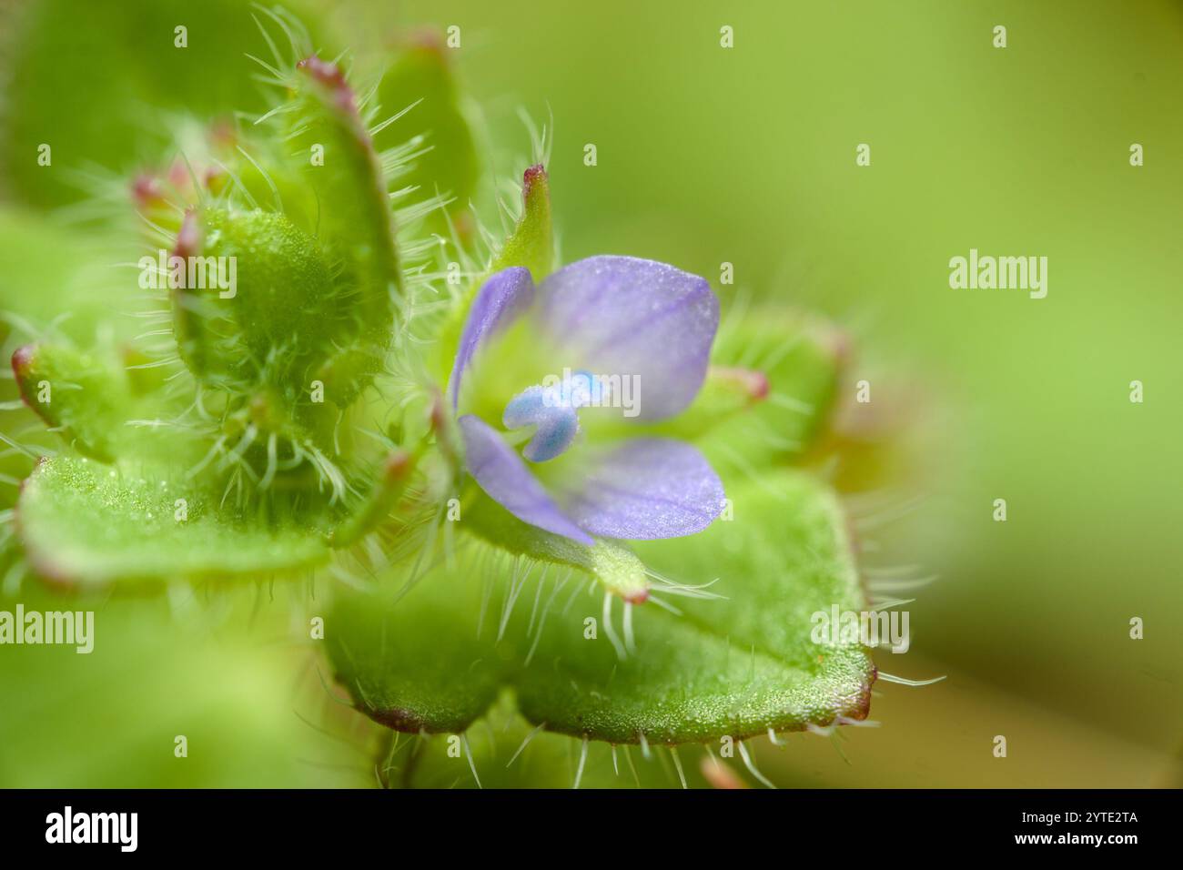 Ivy-leaved Speedwell (Veronica hederifolia Stock Photo - Alamy