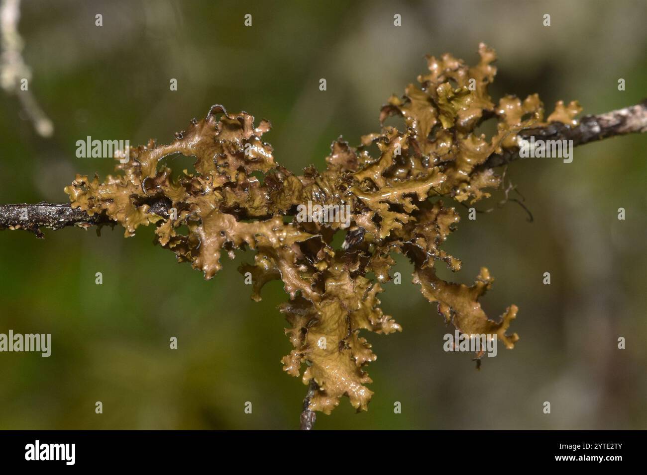 Powdered Wrinkle Lichen (Tuckermanopsis chlorophylla Stock Photo - Alamy