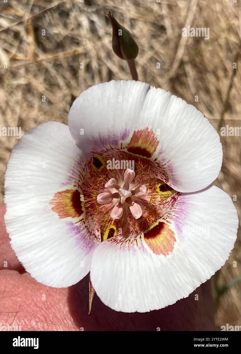 clay mariposa lily (Calochortus argillosus Stock Photo - Alamy