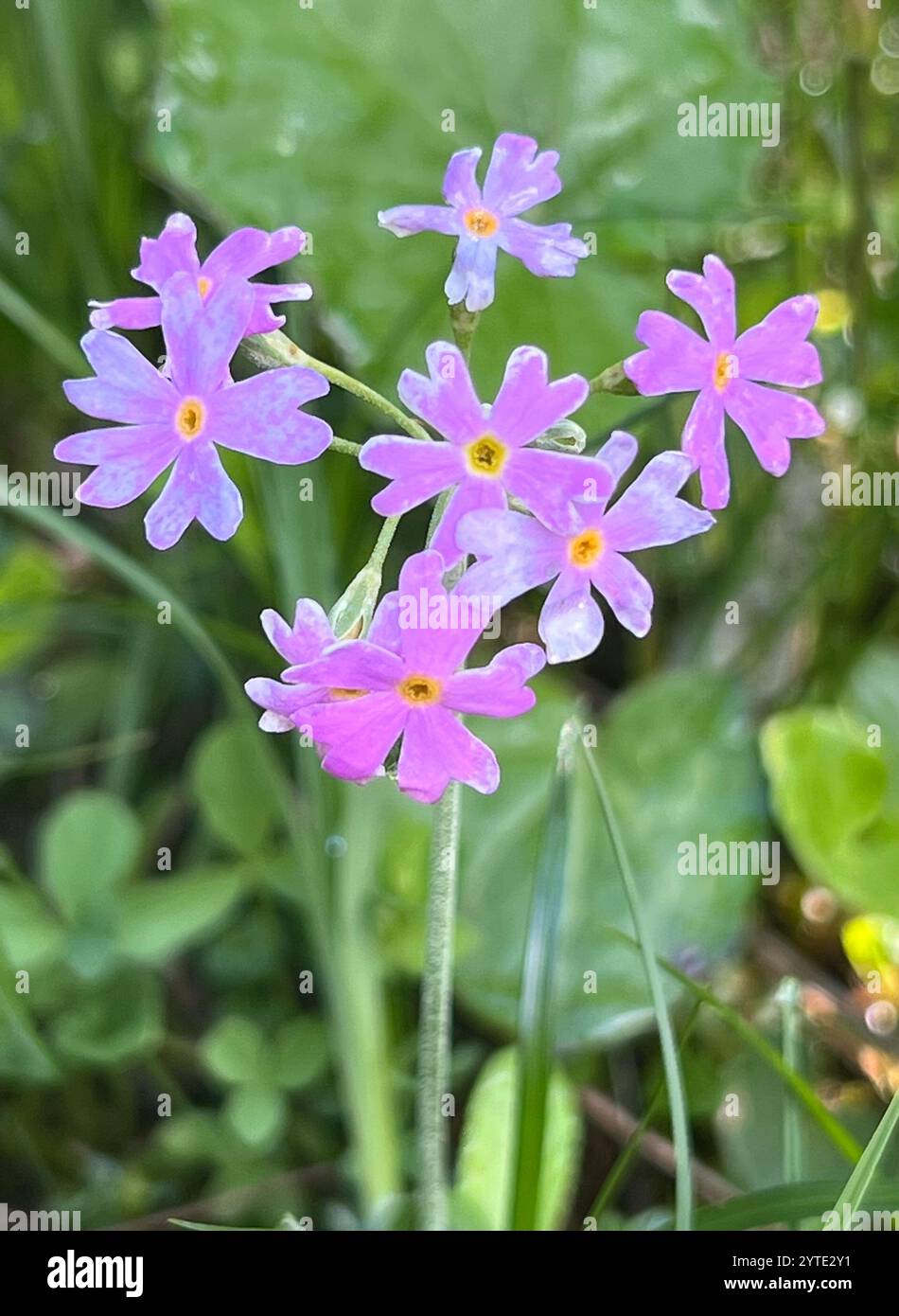 Bird's-eye Primrose (Primula farinosa Stock Photo - Alamy