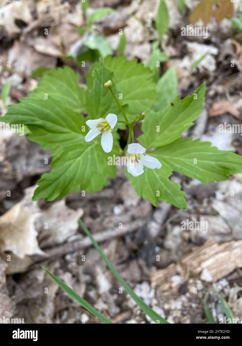 Two-leaved Toothwort (Cardamine diphylla Stock Photo - Alamy