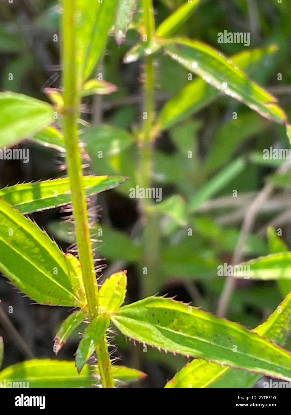 Maryland meadowbeauty (Rhexia mariana Stock Photo - Alamy