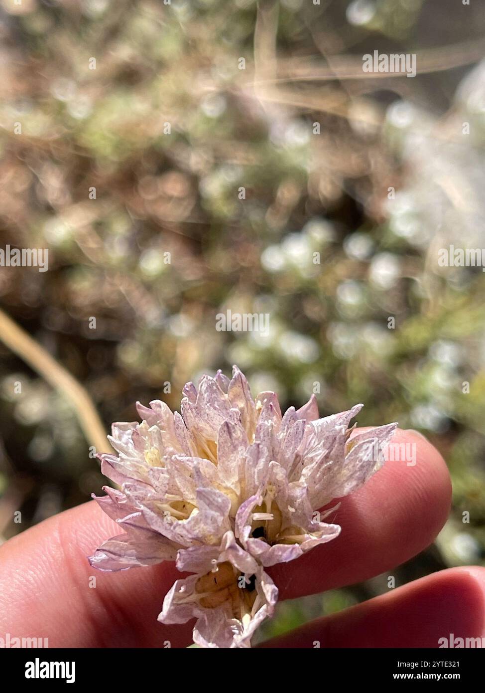 Blue Dicks (Dipterostemon capitatus Stock Photo - Alamy