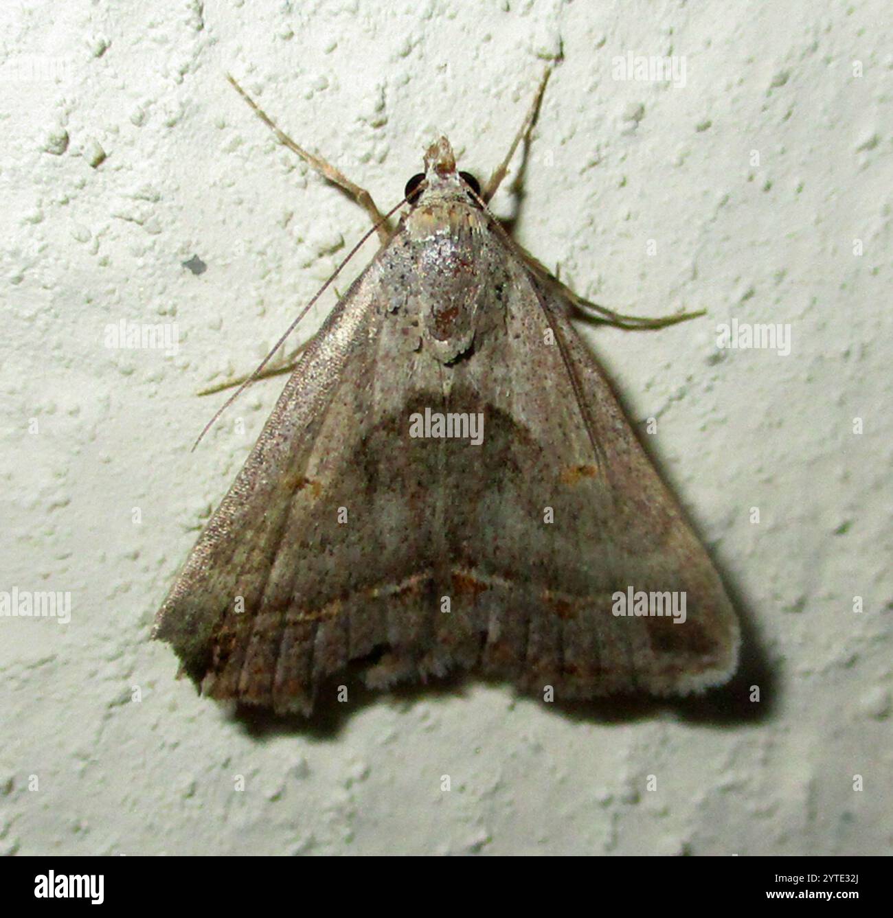 Trimens hi-res stock photography and images - Alamy