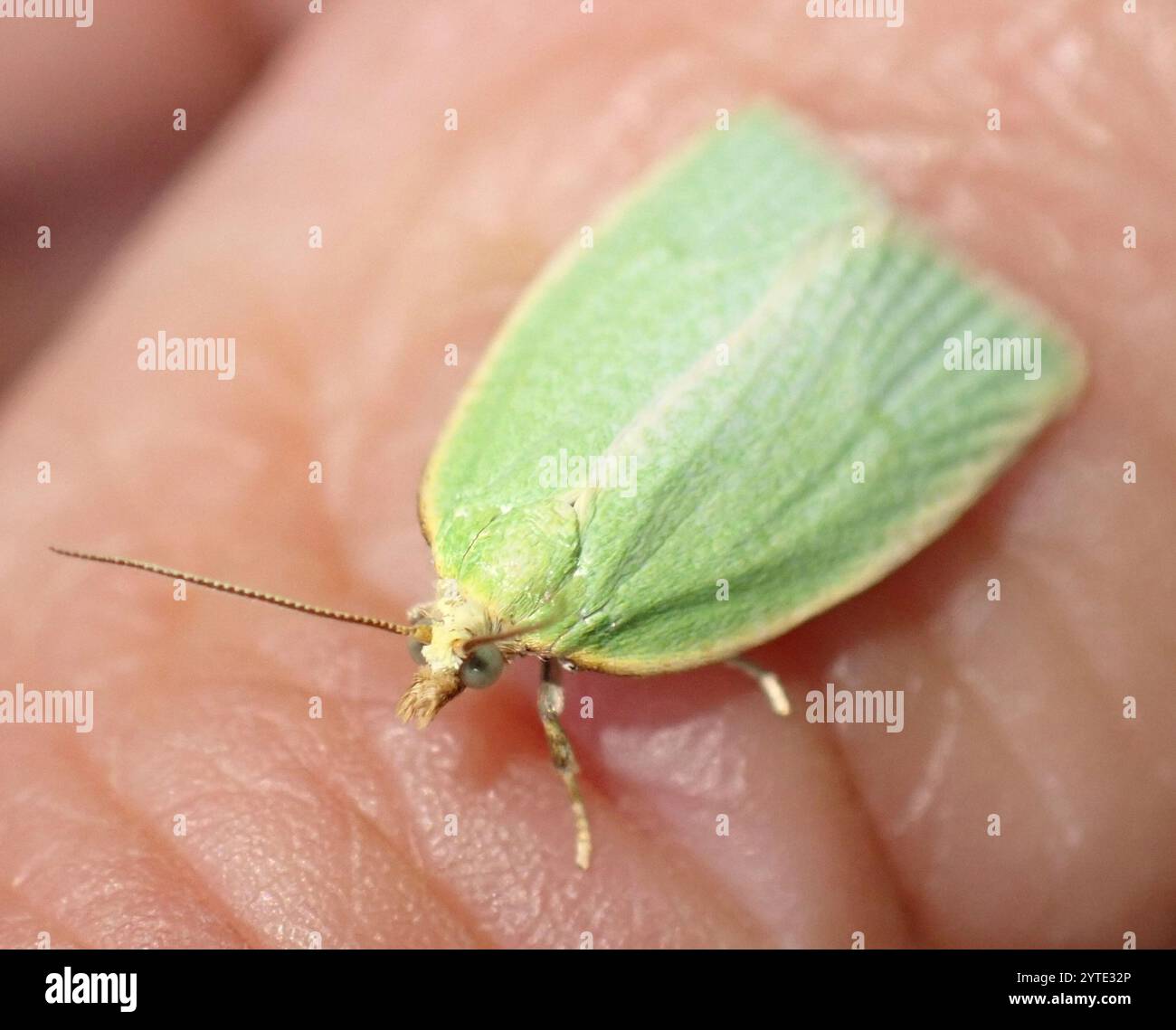 Green Oak Tortrix (Tortrix viridana Stock Photo - Alamy