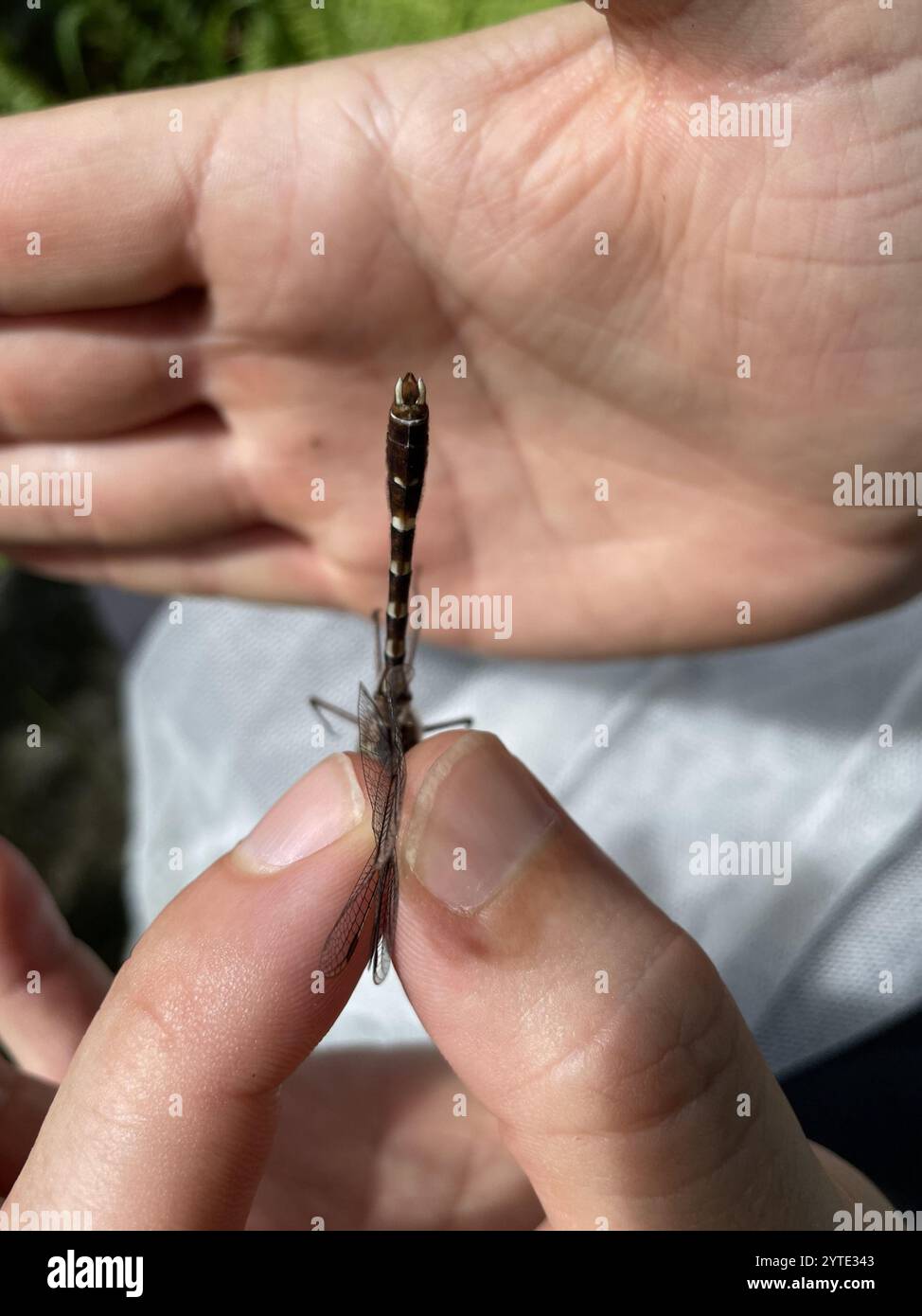 Stream Cruiser (Didymops transversa Stock Photo - Alamy