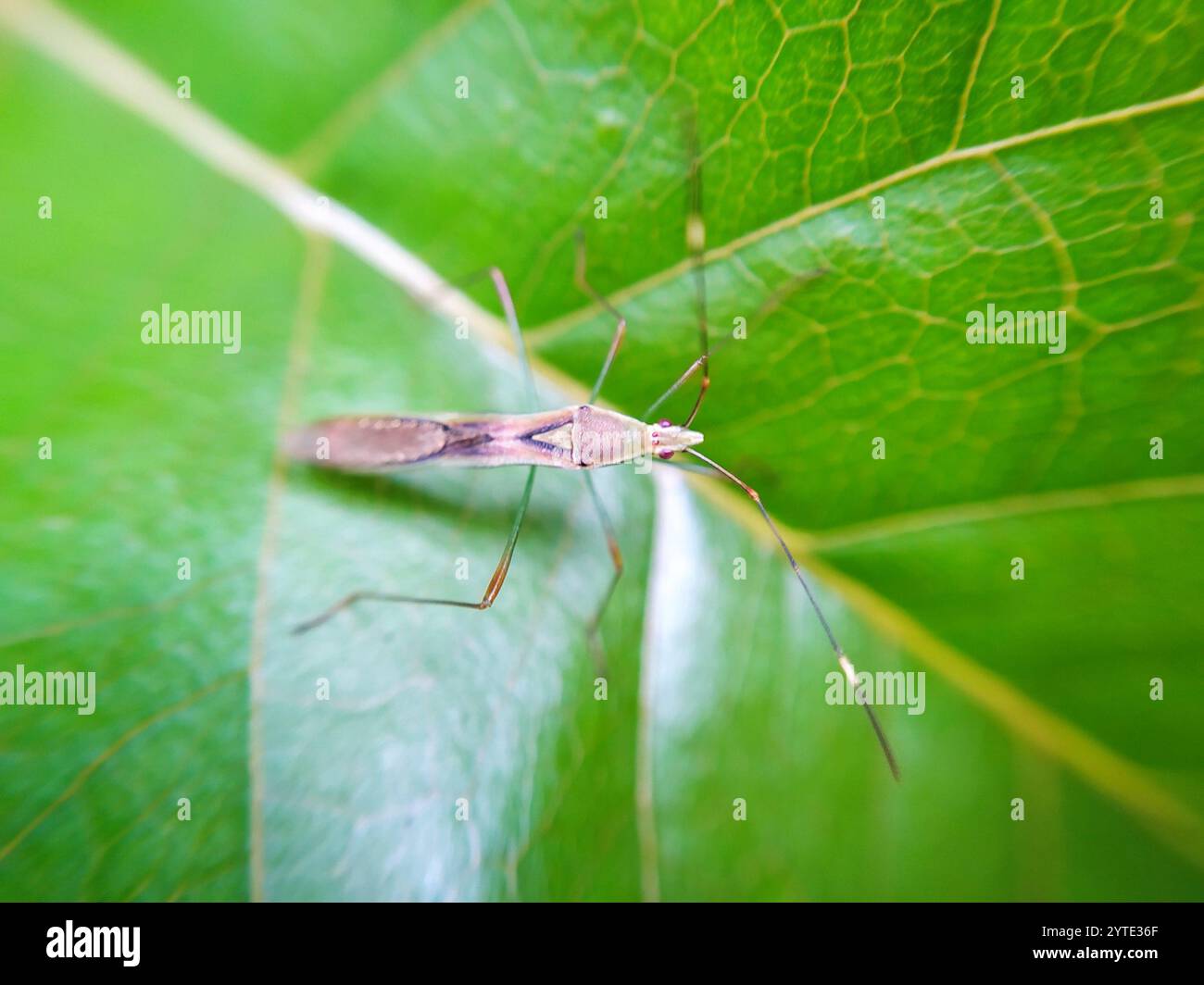 rice bugs (Stenocoris Stock Photo - Alamy