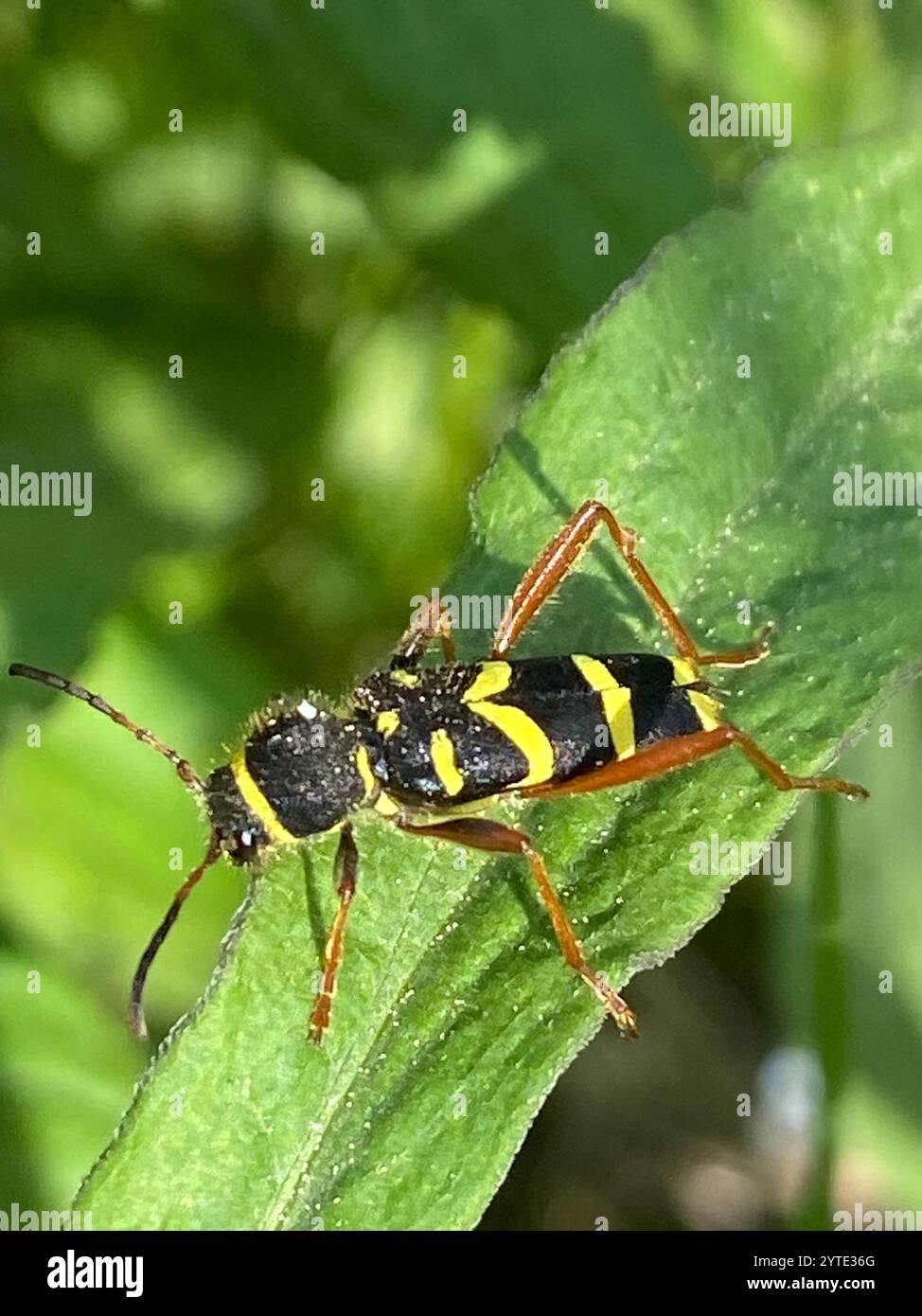 Wasp Beetle (Clytus arietis Stock Photo - Alamy