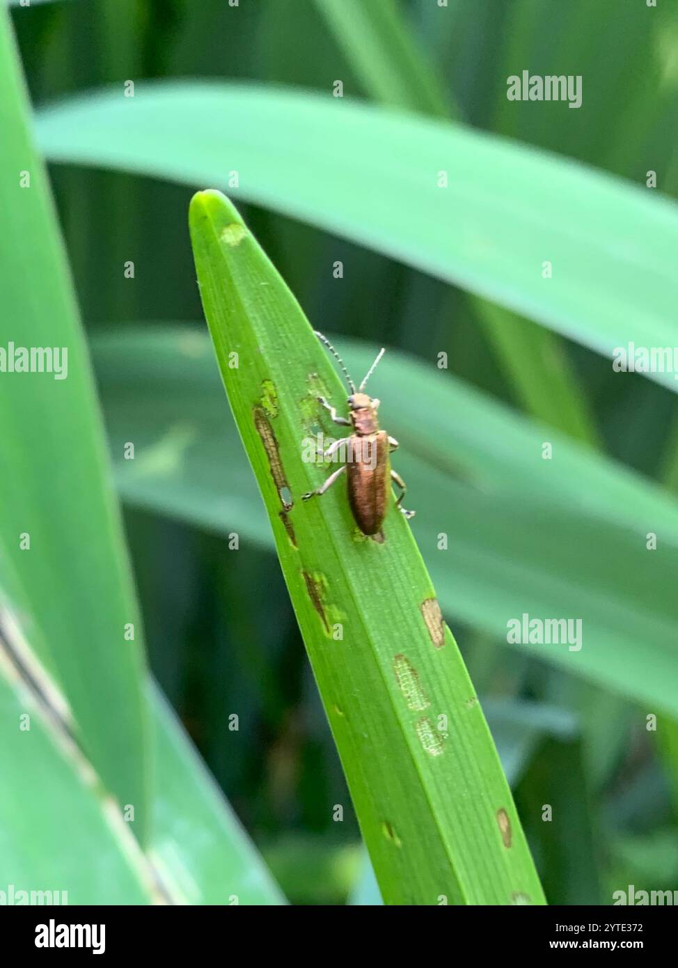 plain reed beetle (Donacia simplex Stock Photo - Alamy
