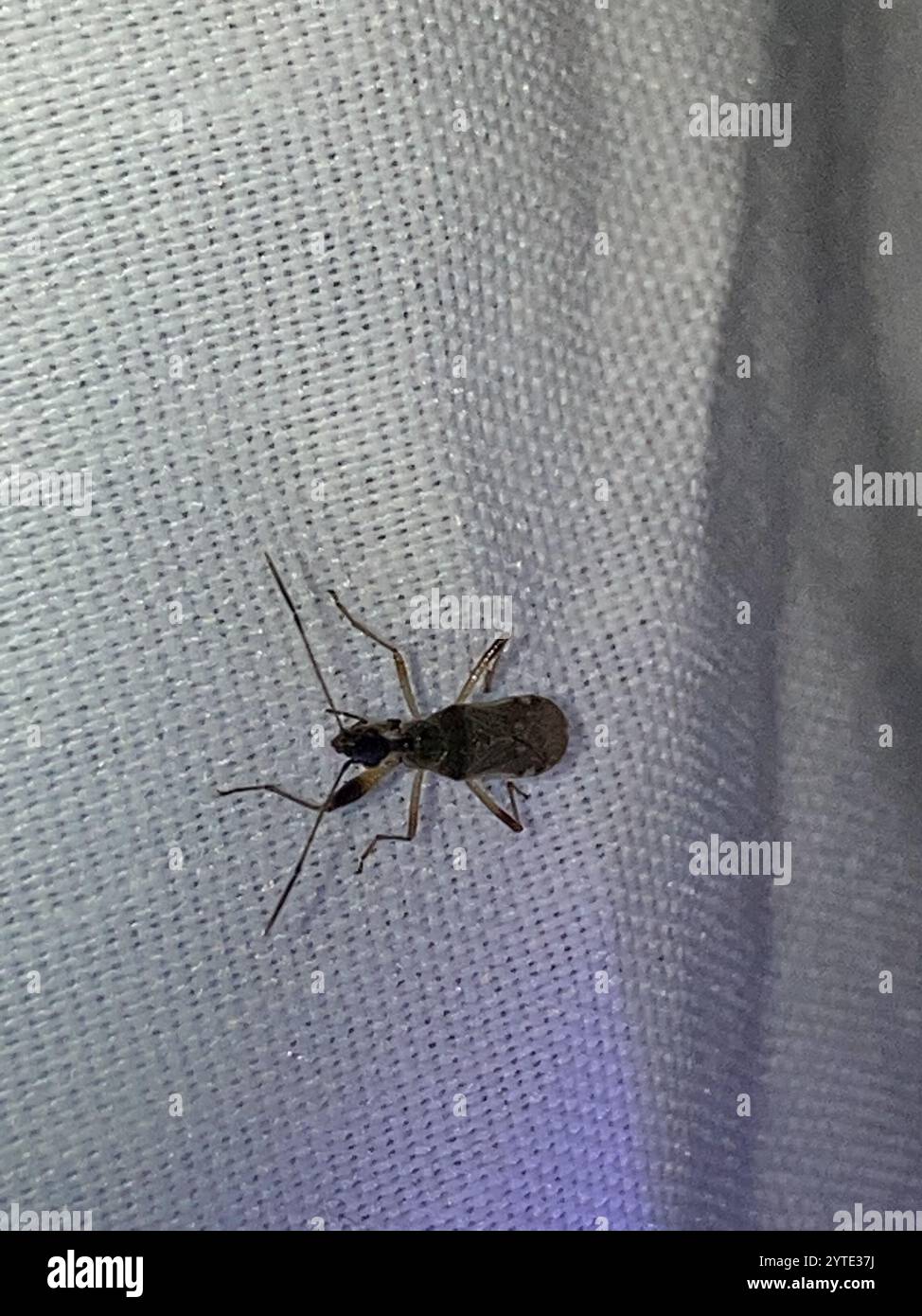 Long-necked Seed Bug (Myodocha serripes Stock Photo - Alamy