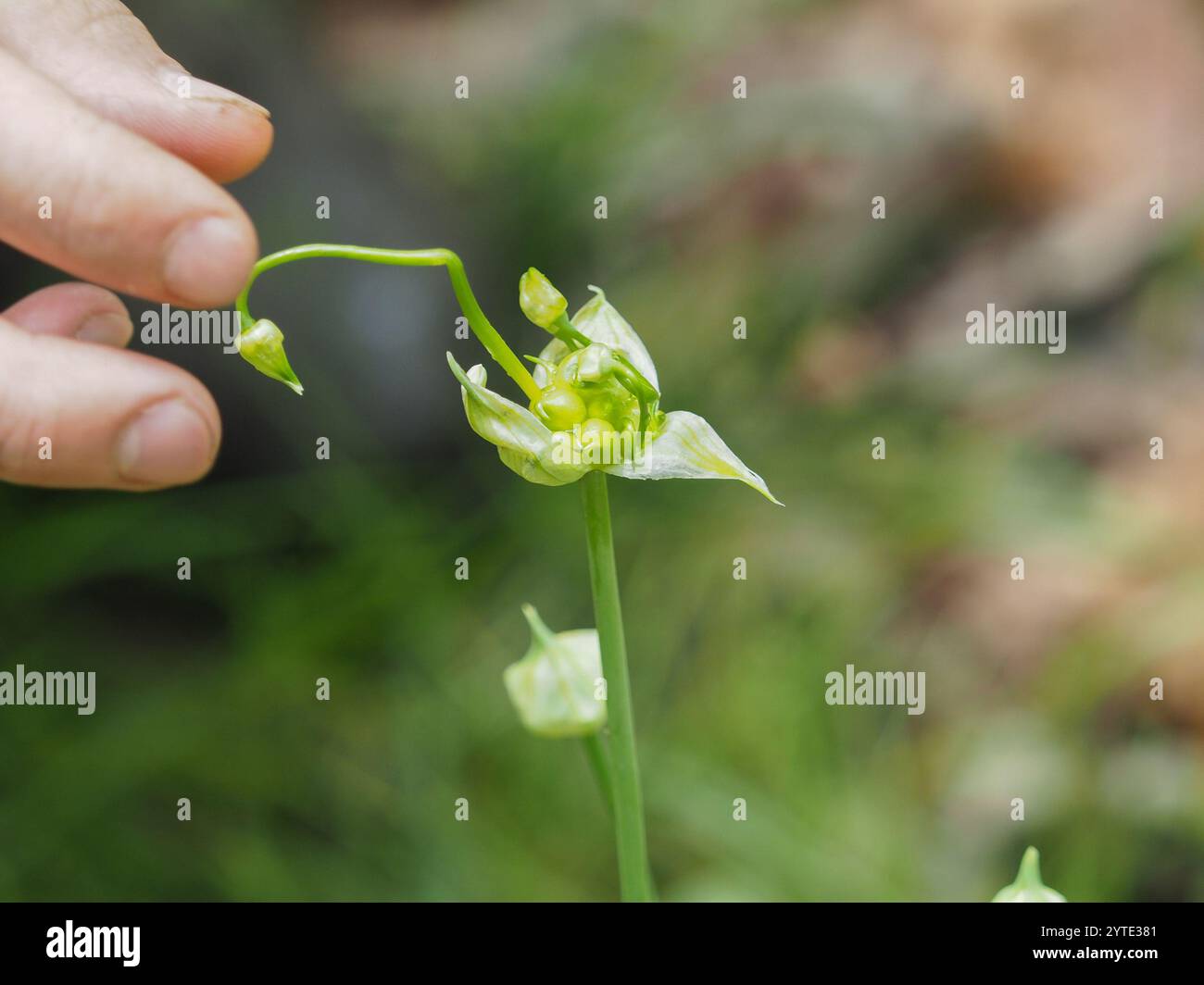 Canadian Meadow garlic (Allium canadense Stock Photo - Alamy