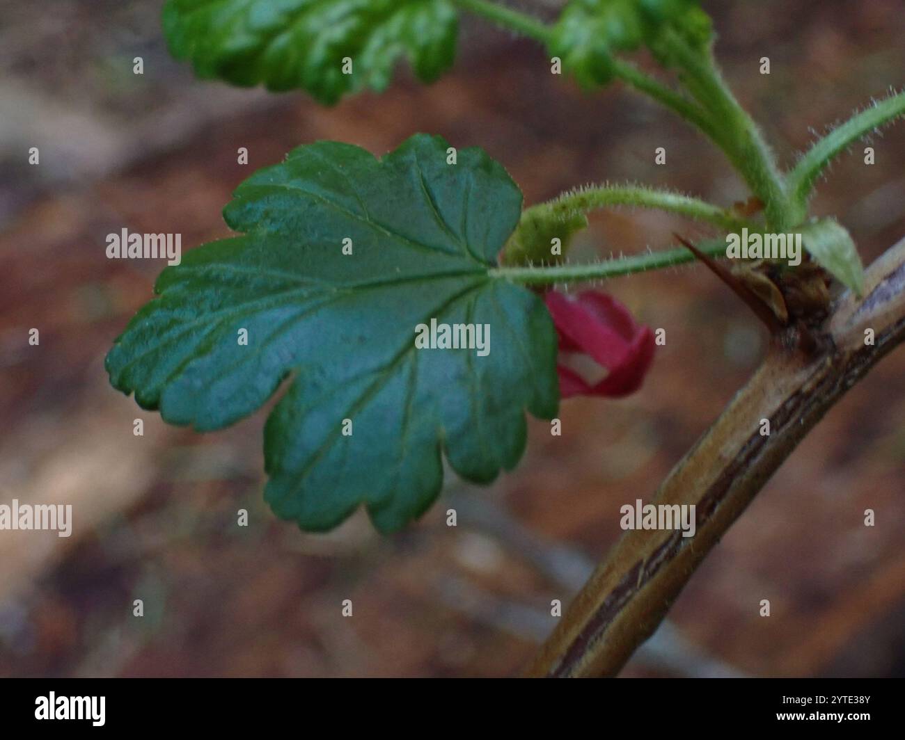 Gummy gooseberry hi-res stock photography and images - Alamy