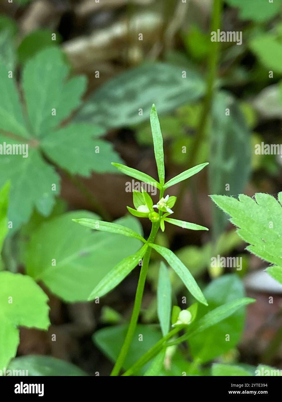 Proserpinacoides hi-res stock photography and images - Alamy