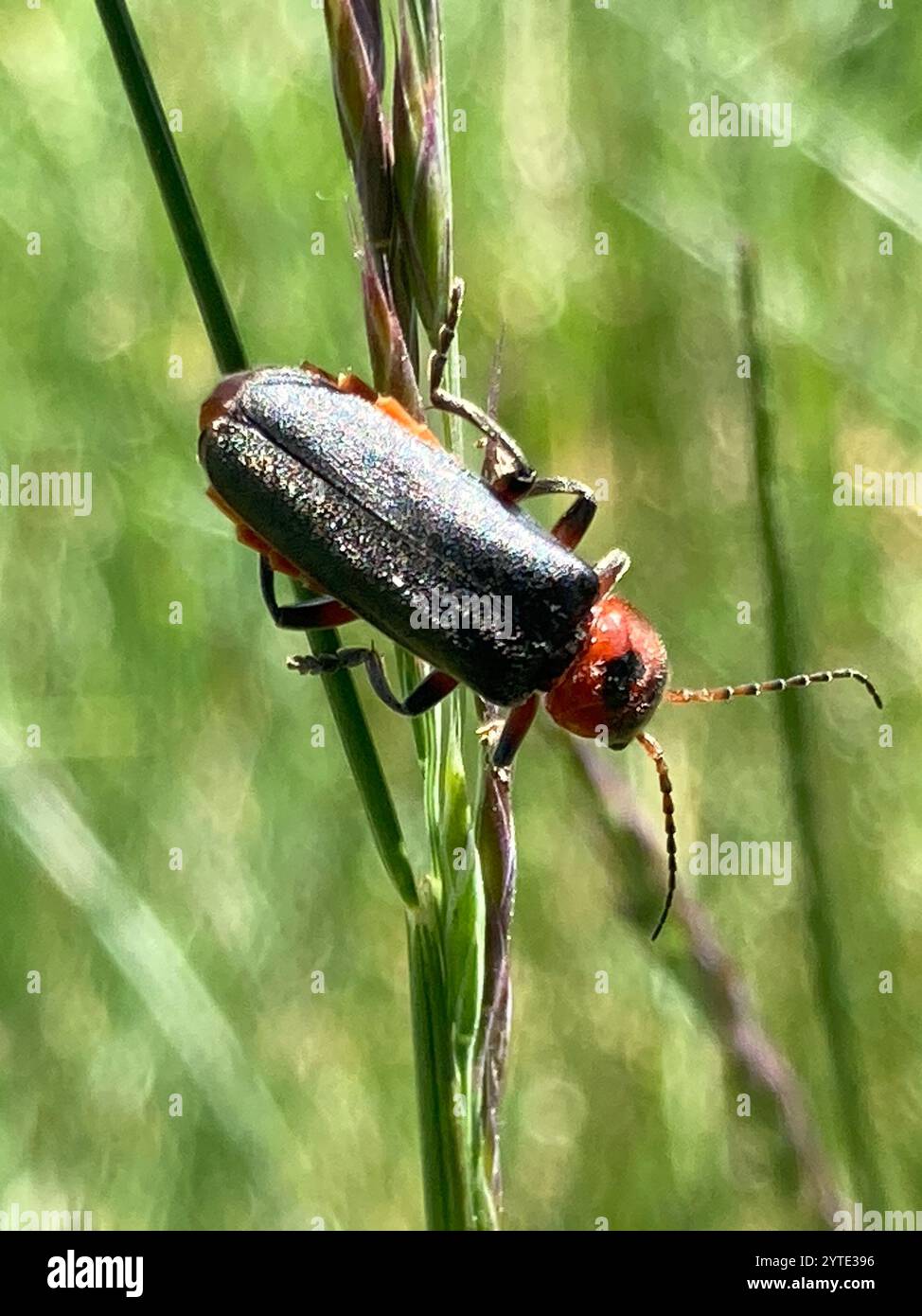 Rustic Sailor Beetle (Cantharis rustica Stock Photo - Alamy