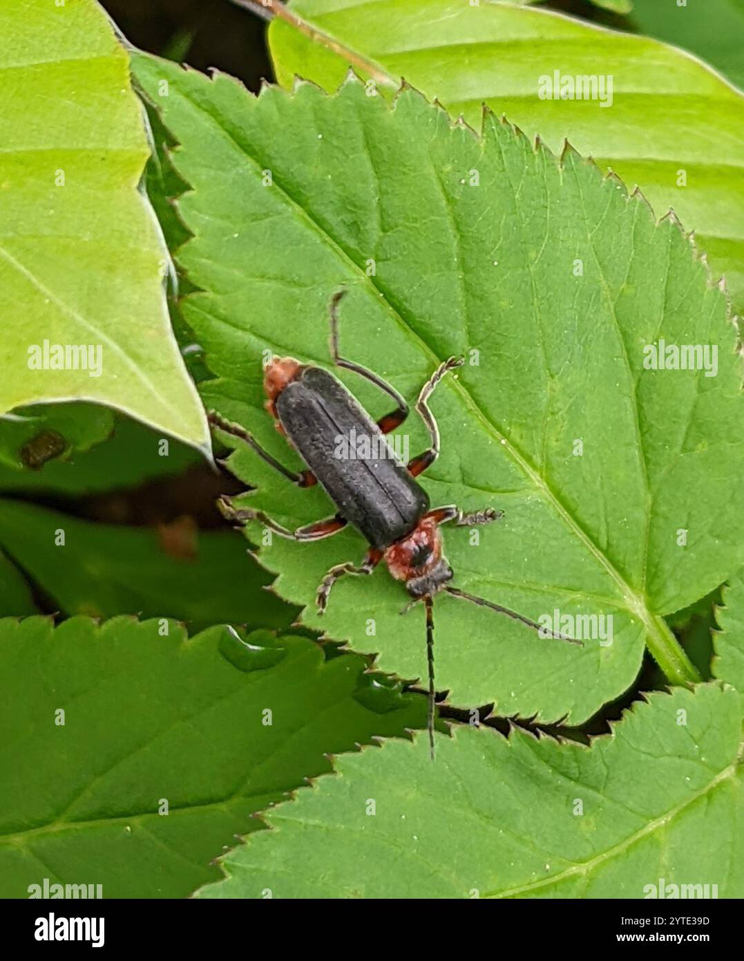 Rustic Sailor Beetle (Cantharis rustica Stock Photo - Alamy