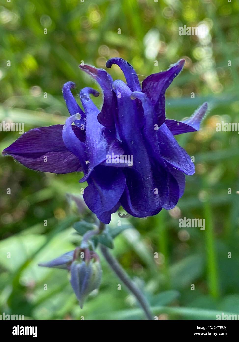 common columbine (Aquilegia vulgaris Stock Photo - Alamy