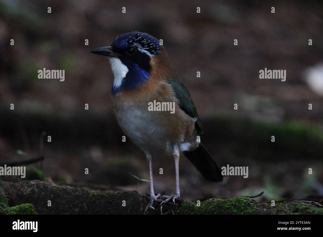 Pitta like ground roller hi-res stock photography and images - Alamy