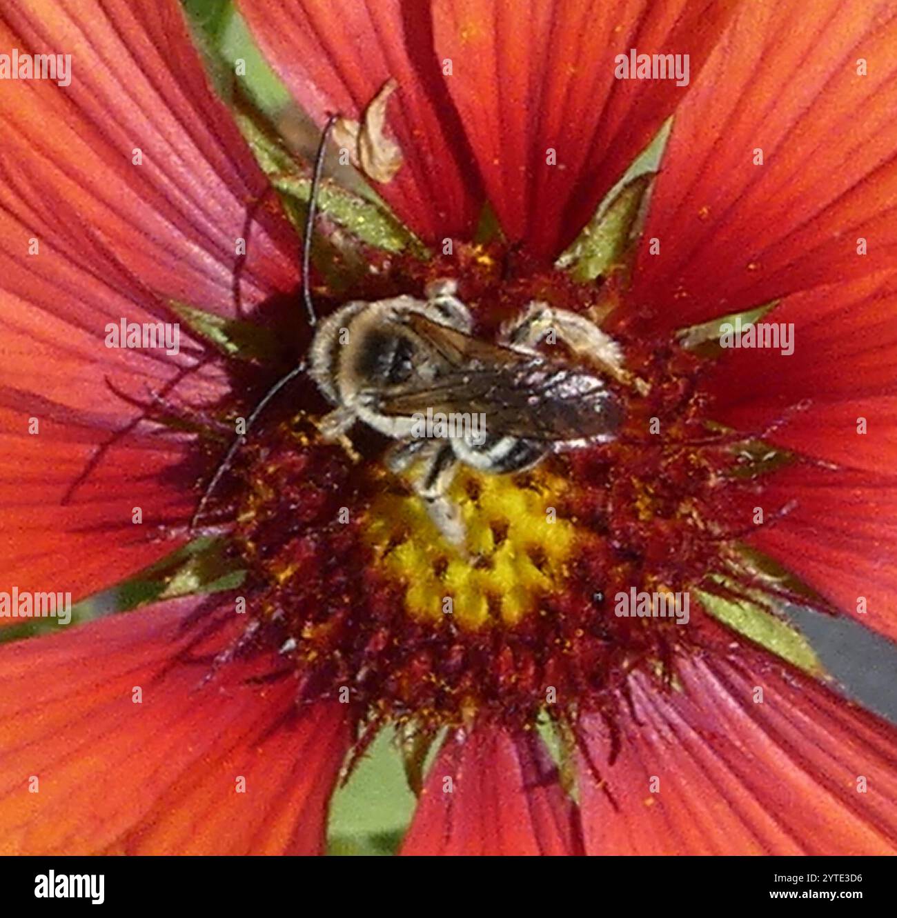 Common Longhorn Bee (Melissodes communis Stock Photo - Alamy