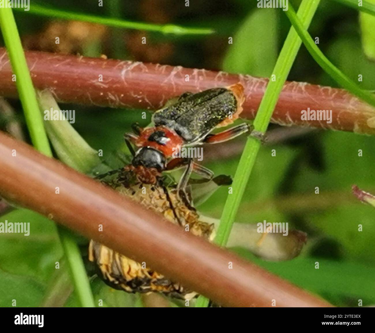 Rustic Sailor Beetle (Cantharis rustica Stock Photo - Alamy