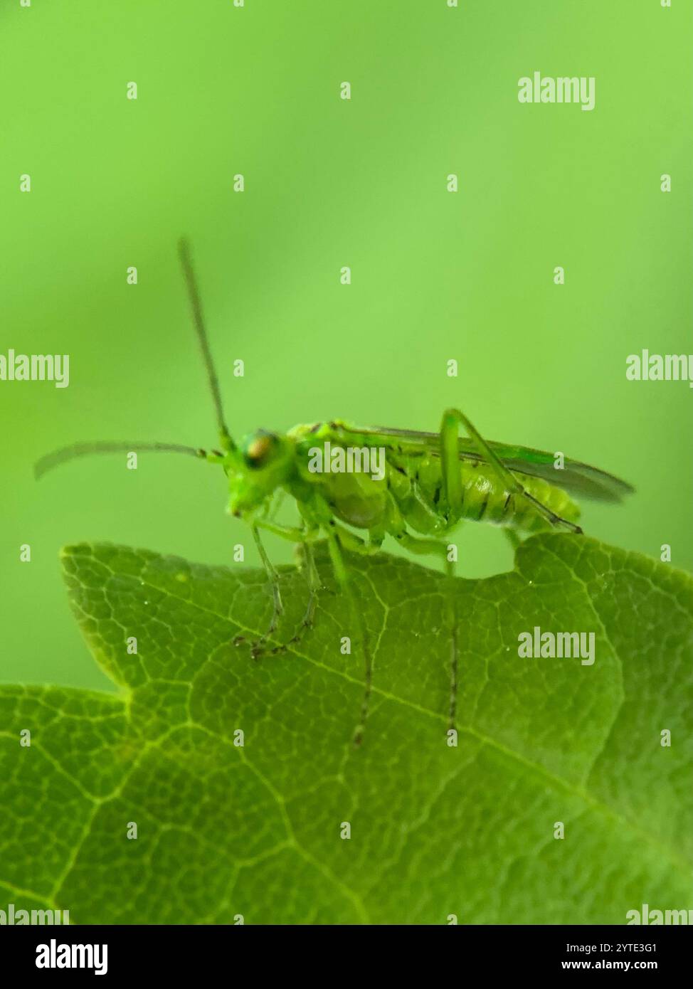 Twin-spotted Rhogogaster (Rhogogaster punctulata Stock Photo - Alamy