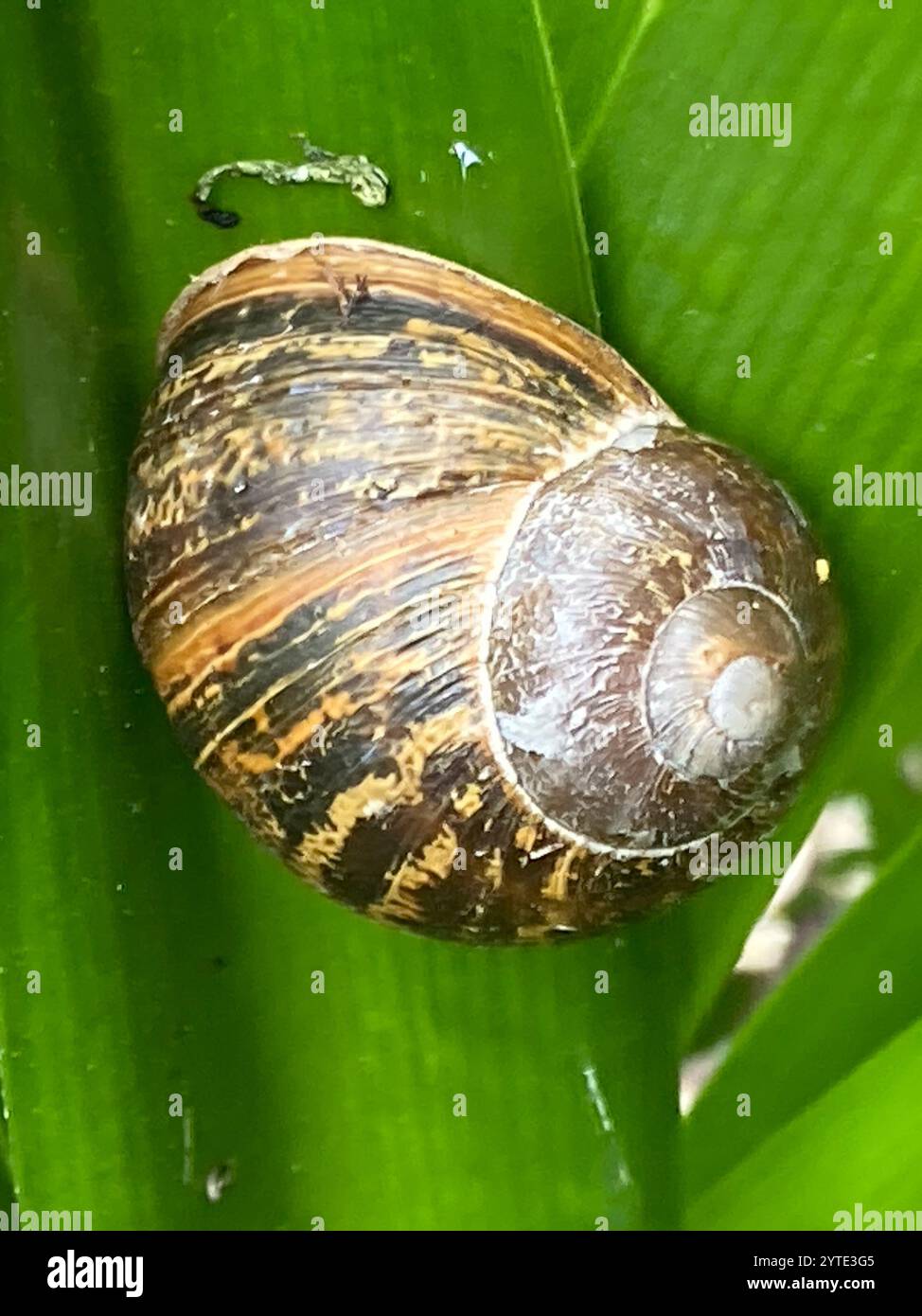 Garden Snail (Cornu aspersum Stock Photo - Alamy