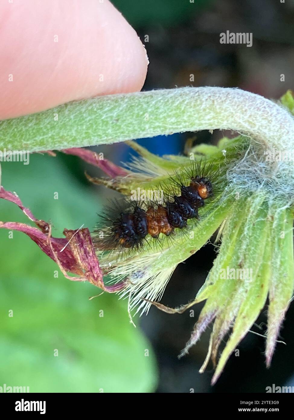 Giant Leopard Moth (Hypercompe scribonia Stock Photo - Alamy
