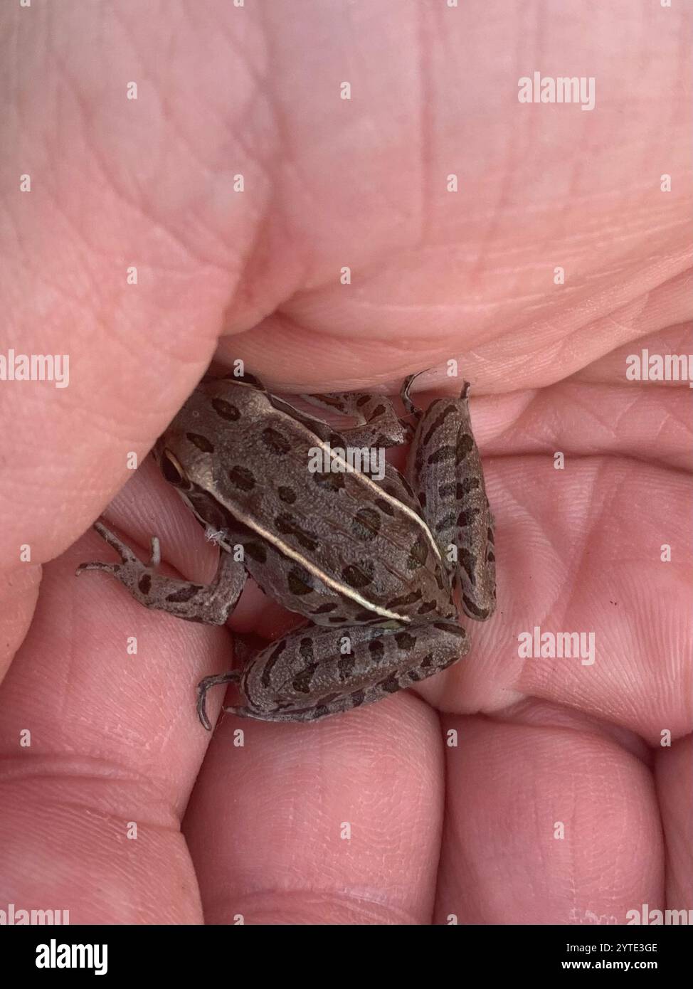 Southern Leopard Frog (Lithobates sphenocephalus Stock Photo - Alamy