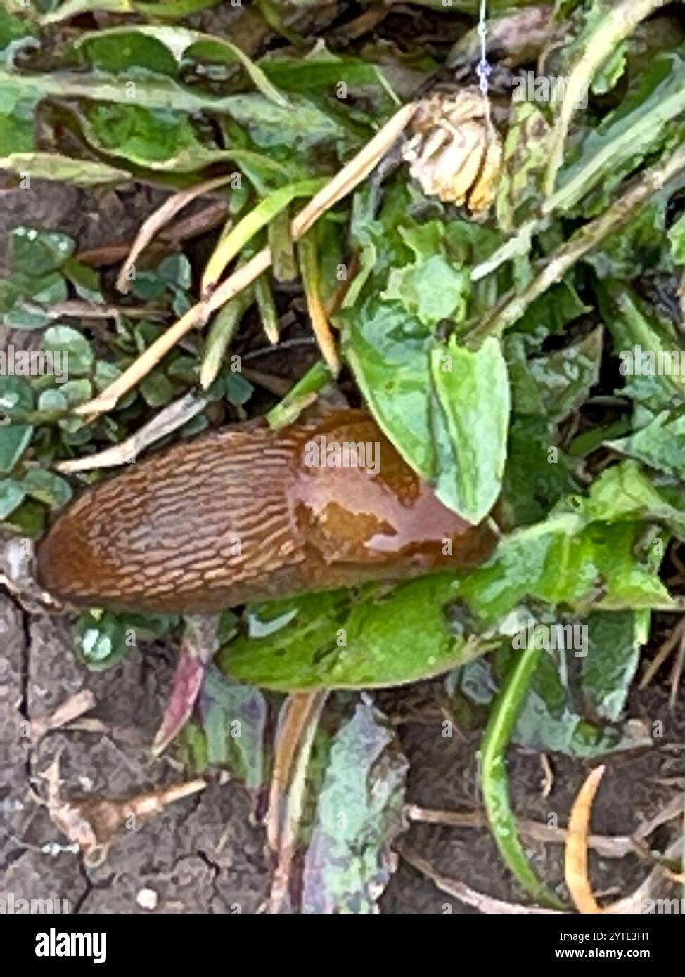 Arion Slugs (Arion Stock Photo - Alamy
