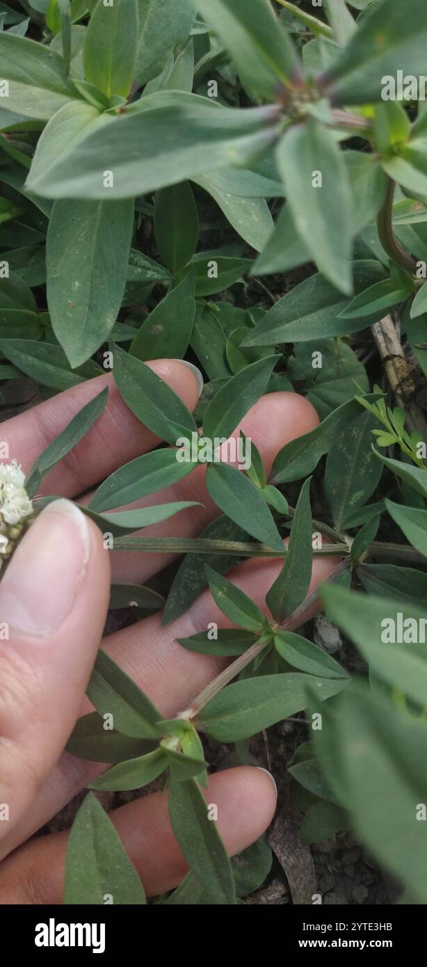 Shrubby false buttonweed spermacoce verticillata hi-res stock ...