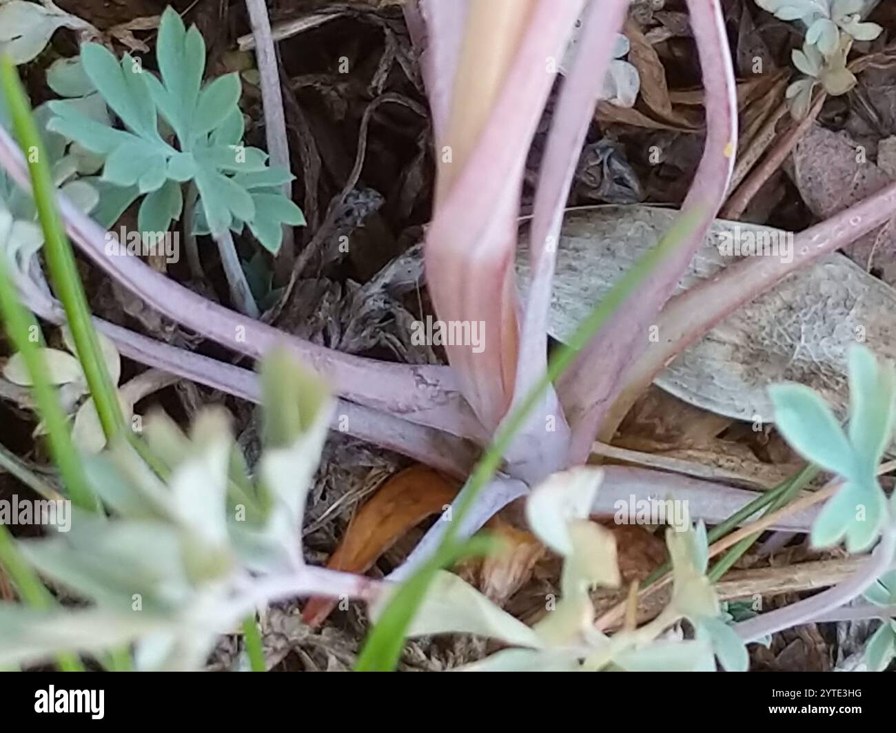 Capnoides sempervirens hi-res stock photography and images - Alamy