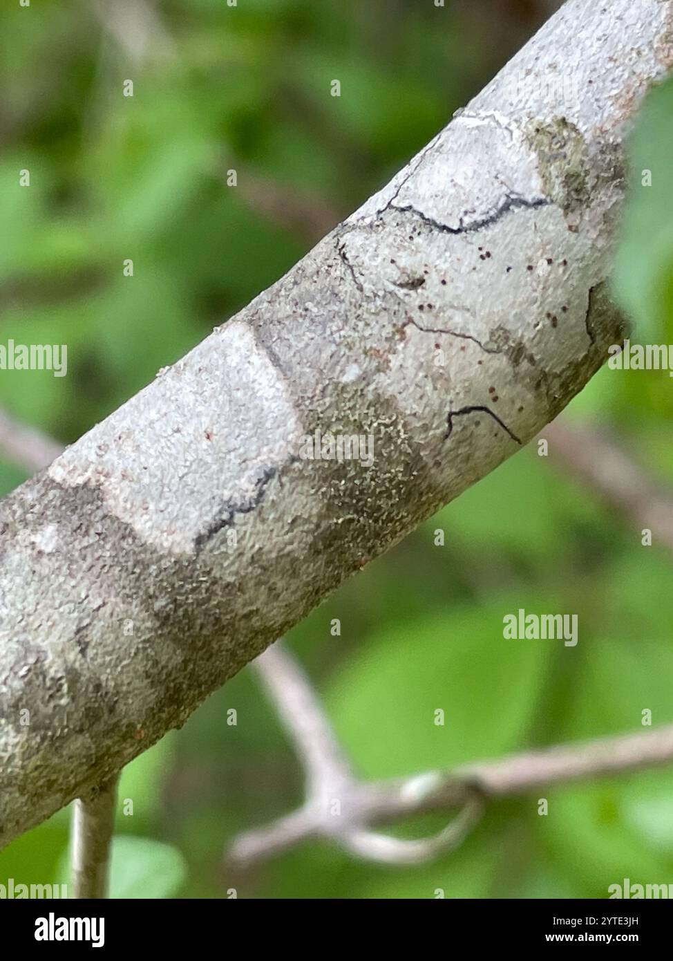 possumhaw (Ilex decidua Stock Photo - Alamy