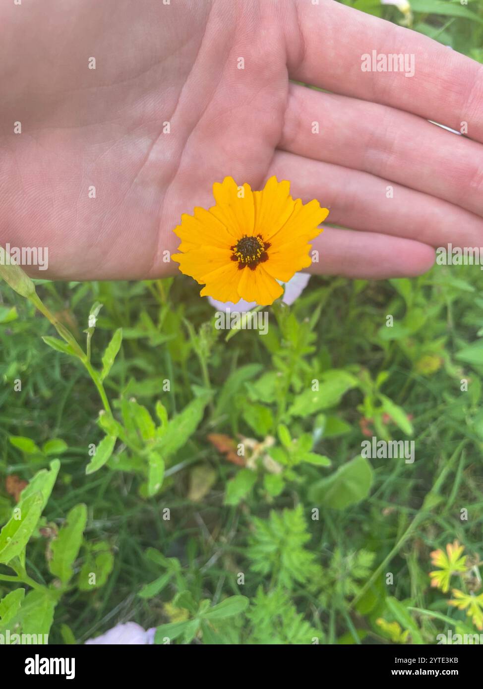 Golden Wave Tickseed (Coreopsis basalis Stock Photo - Alamy
