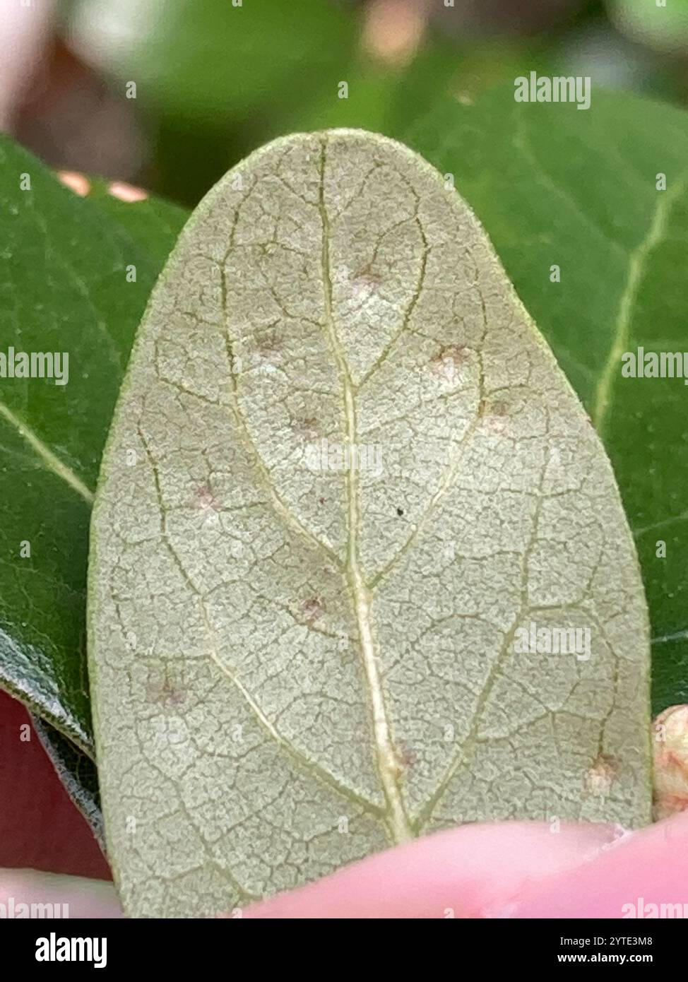 Gall and Rust Mites (Eriophyidae Stock Photo - Alamy