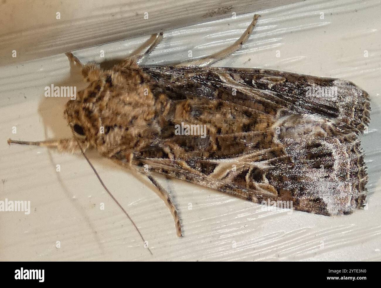 Yellow striped armyworm hi-res stock photography and images - Alamy