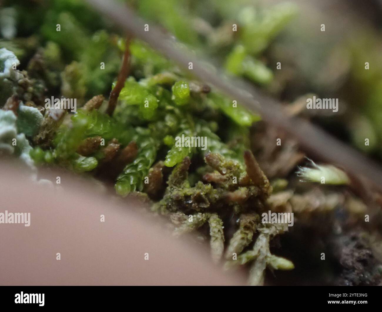 Elegant Beaked Moss (Eurhynchiastrum pulchellum Stock Photo - Alamy