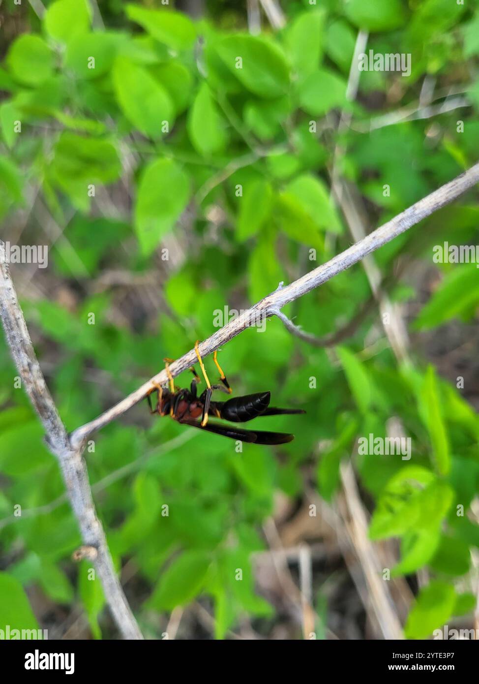 Ringed paper wasp hi-res stock photography and images - Alamy