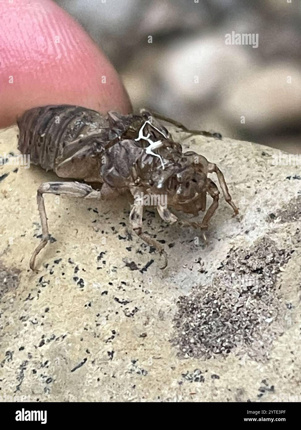 Common Sanddragon (Progomphus obscurus Stock Photo - Alamy